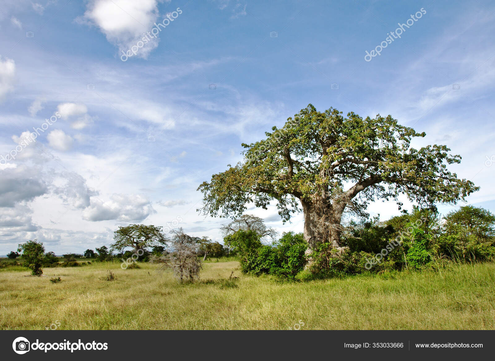 Monkey Bread Tree Tanzania Nature Stock Photo by ©PantherMediaSeller ...