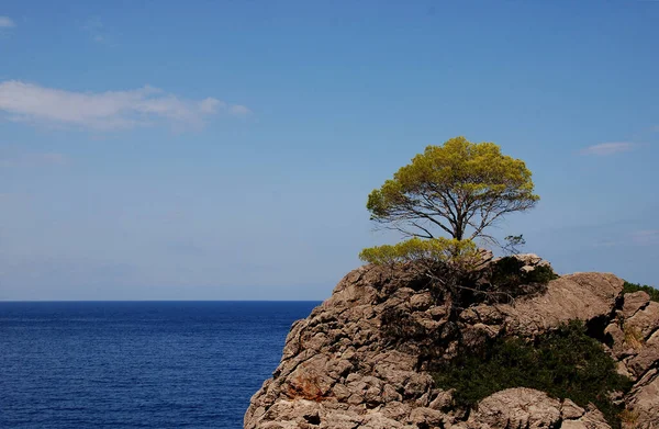 Lonely tree at tossa de mar on sunrise 스톡 사진, 로열티-프리 Lonely tree at ...