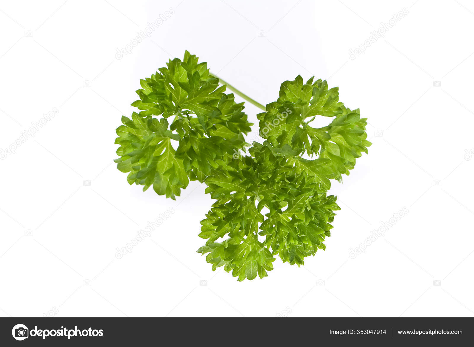 Parsley Isolated White Background — Stock Photo © PantherMediaSeller ...