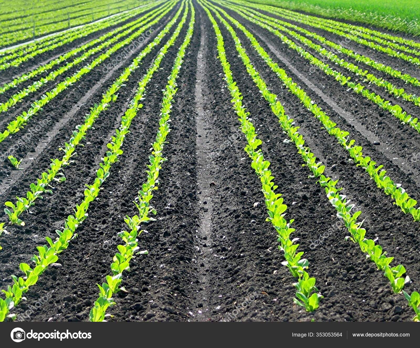 Rows Green Corn Field — Stock Photo © PantherMediaSeller #353053564