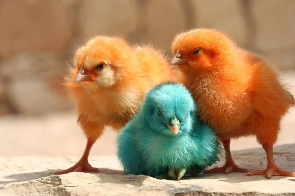 Pollitos de color fotos de stock, imágenes de Pollitos de color sin ...