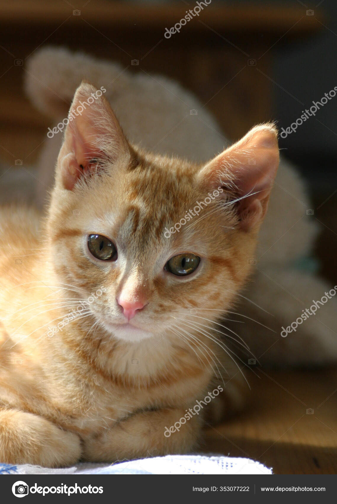 Portrait Cute Cat — Stock Photo © PantherMediaSeller #353077222