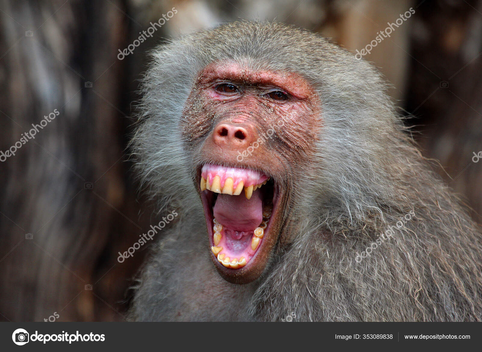Monkey Nature Stock Photo by ©PantherMediaSeller 353089838