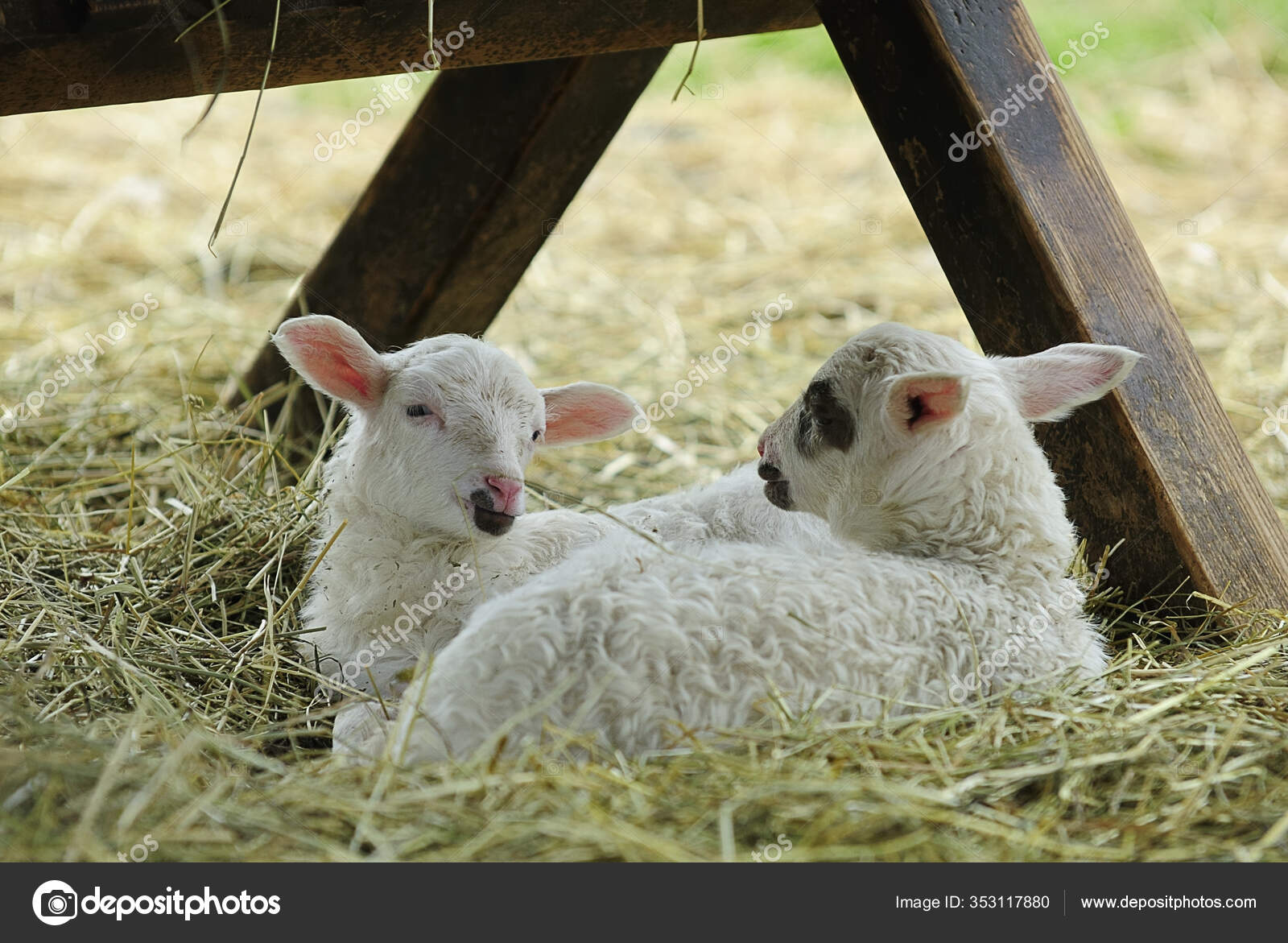 Two Lambs Farm — Stock Photo © PantherMediaSeller #353117880