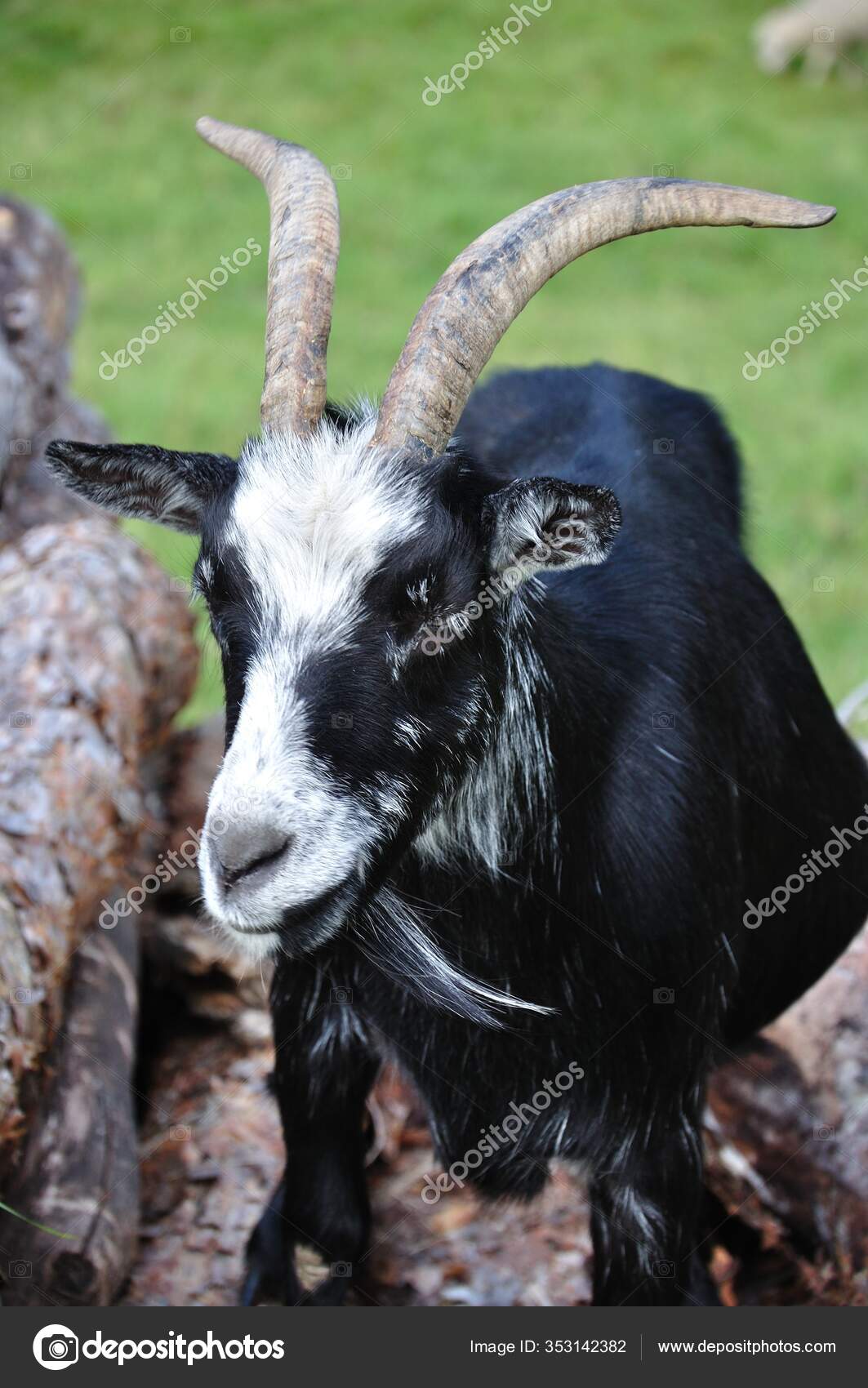 Goat Climbs Stack Tree Trunks Stock Photo by ©PantherMediaSeller 353142382
