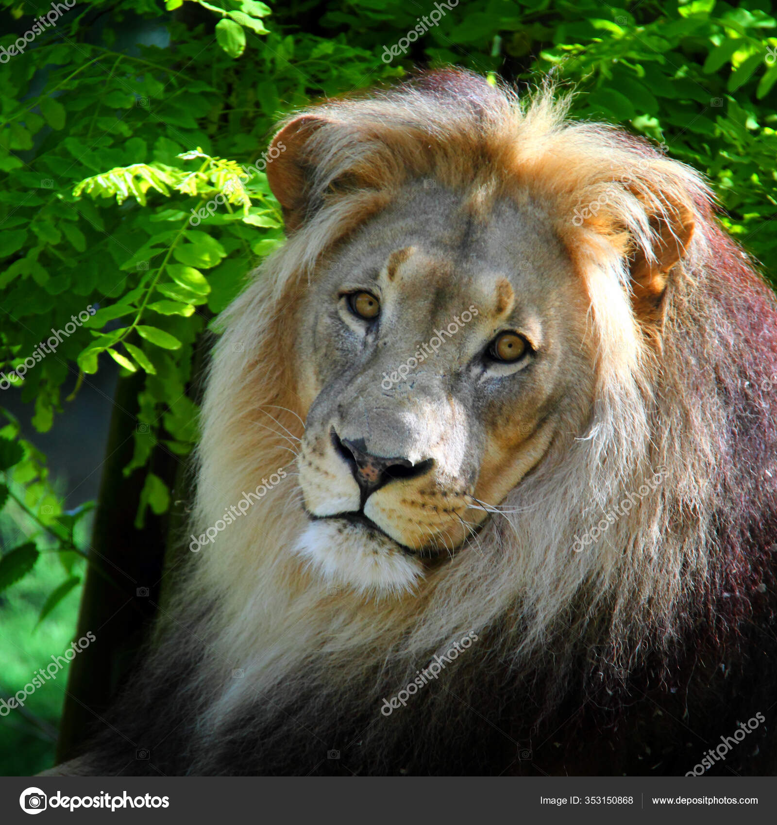 Lion Dangerous Animal Nature Stock Photo by ©PantherMediaSeller 353150868