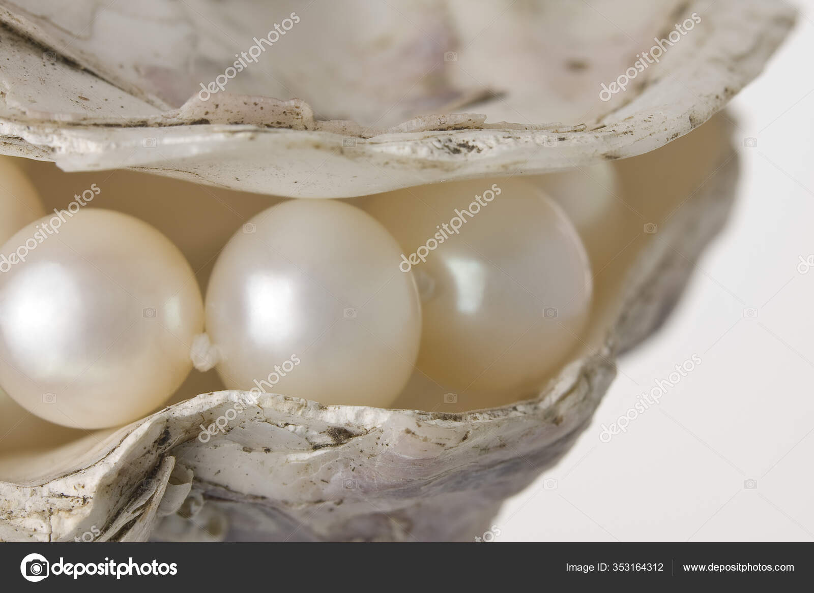 Natural Pearls In Shell