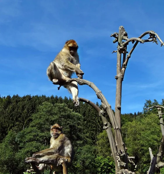 Monkey clamp Stock Photos, Royalty Free Monkey clamp Images | Depositphotos