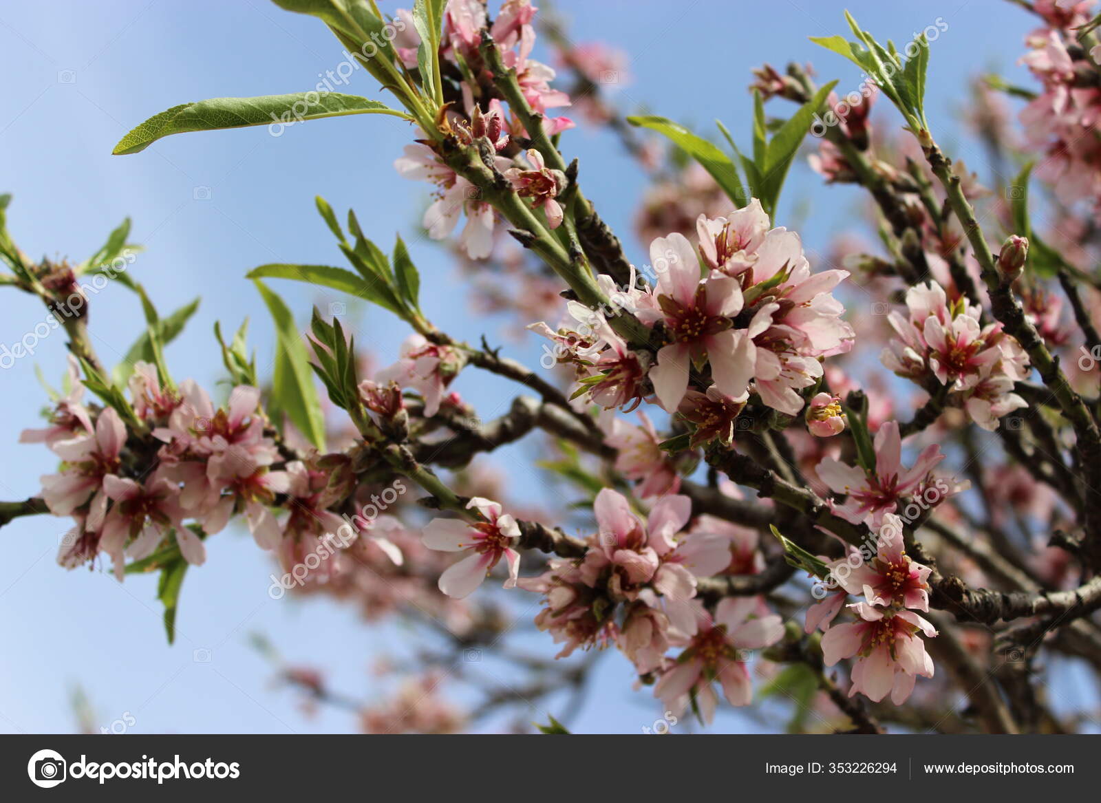 Almond Branches In Bloom