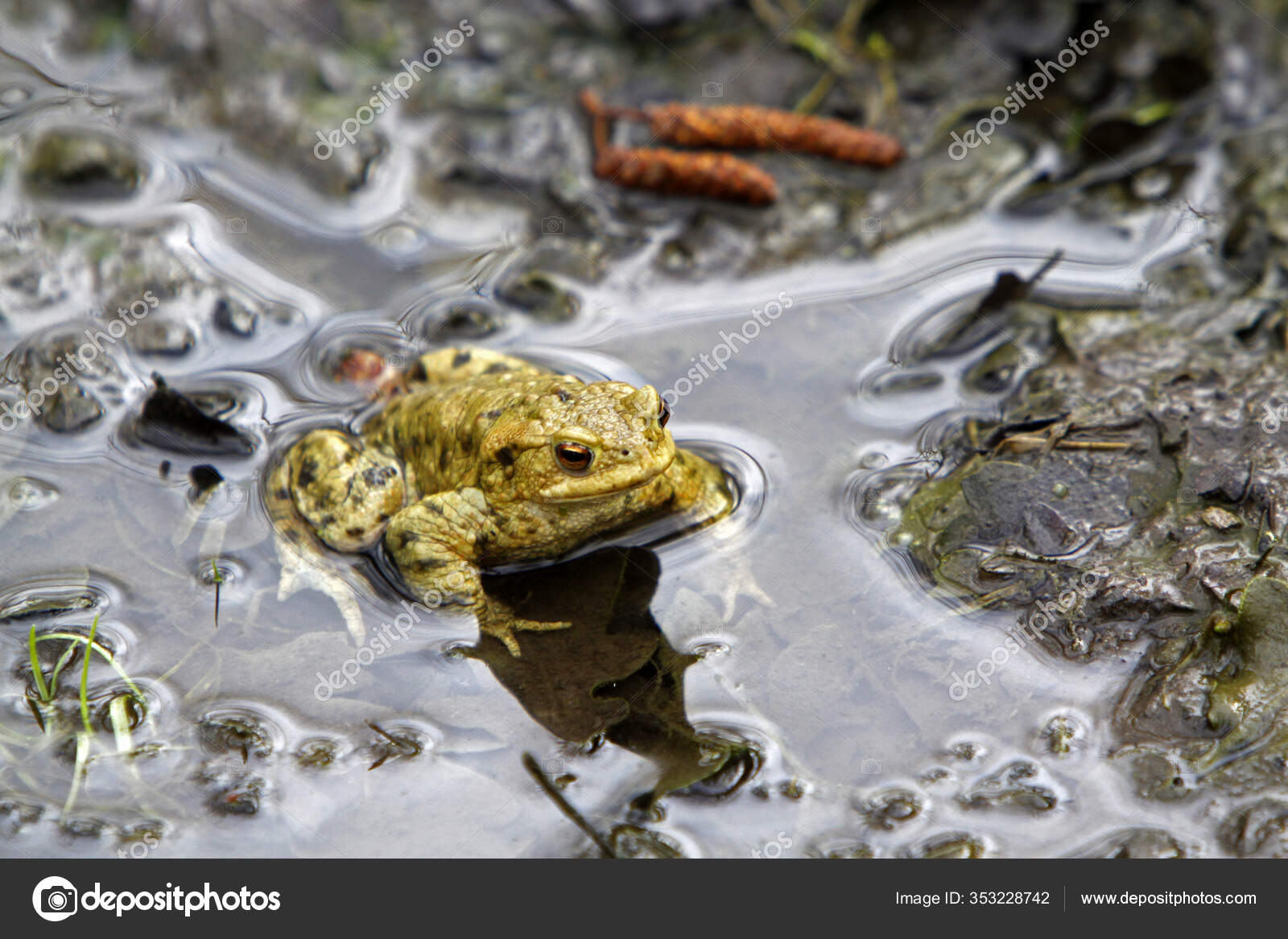 Earth Toad Frog Amphibian — Stock Photo © PantherMediaSeller #353228742
