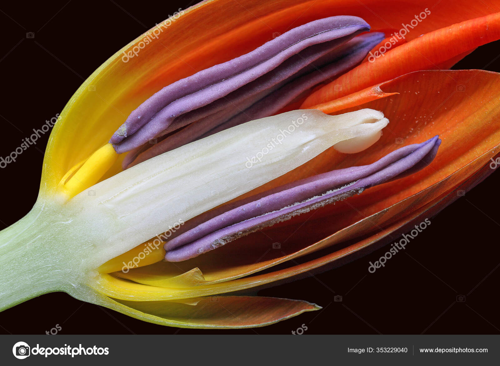 Longitudinal Section Tulip — Stock Photo © PantherMediaSeller #353229040