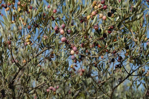 Arak tree Stock Photos, Royalty Free Arak tree Images | Depositphotos