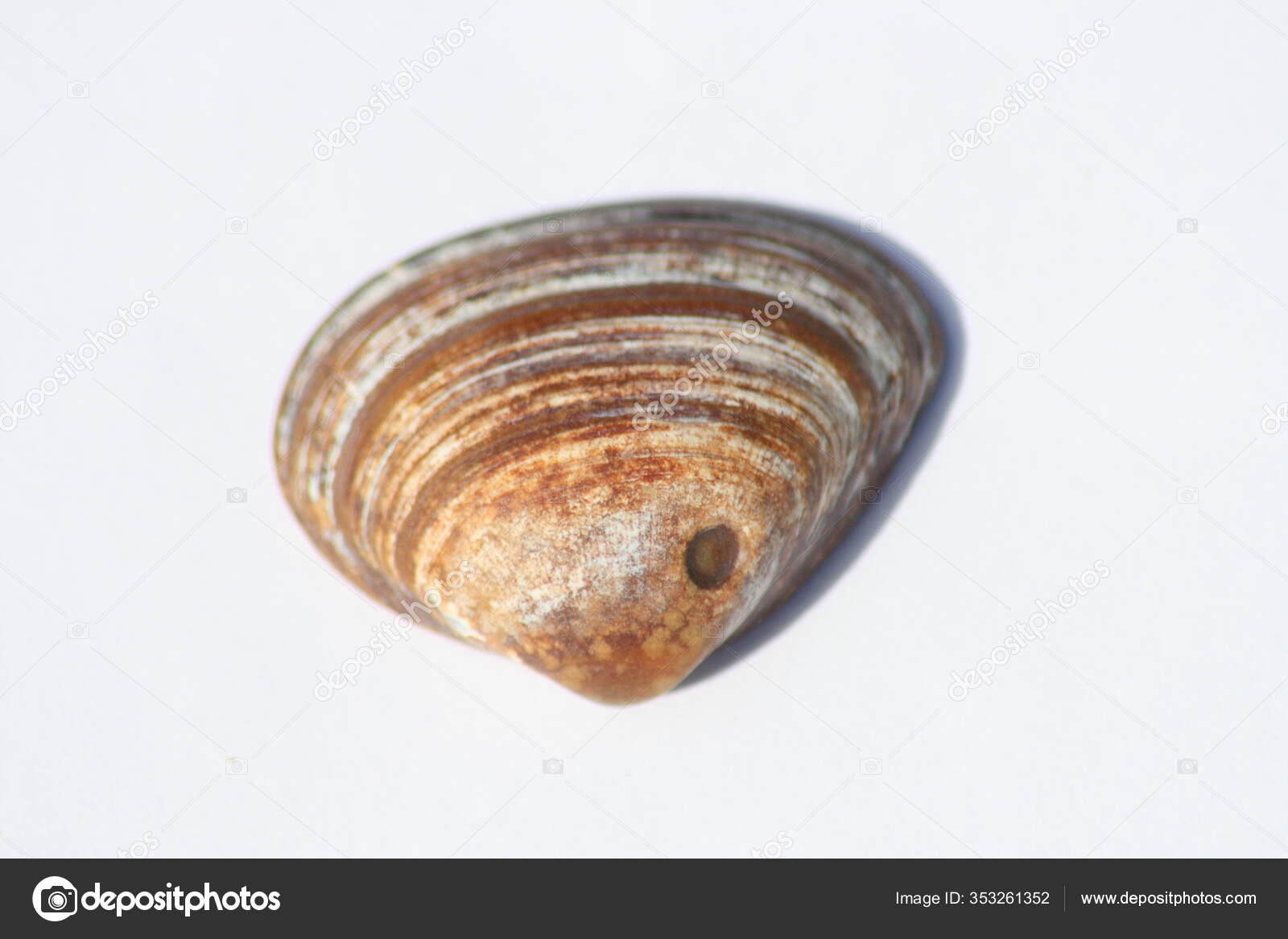 Close Brown Shell — Stock Photo © PantherMediaSeller #353261352