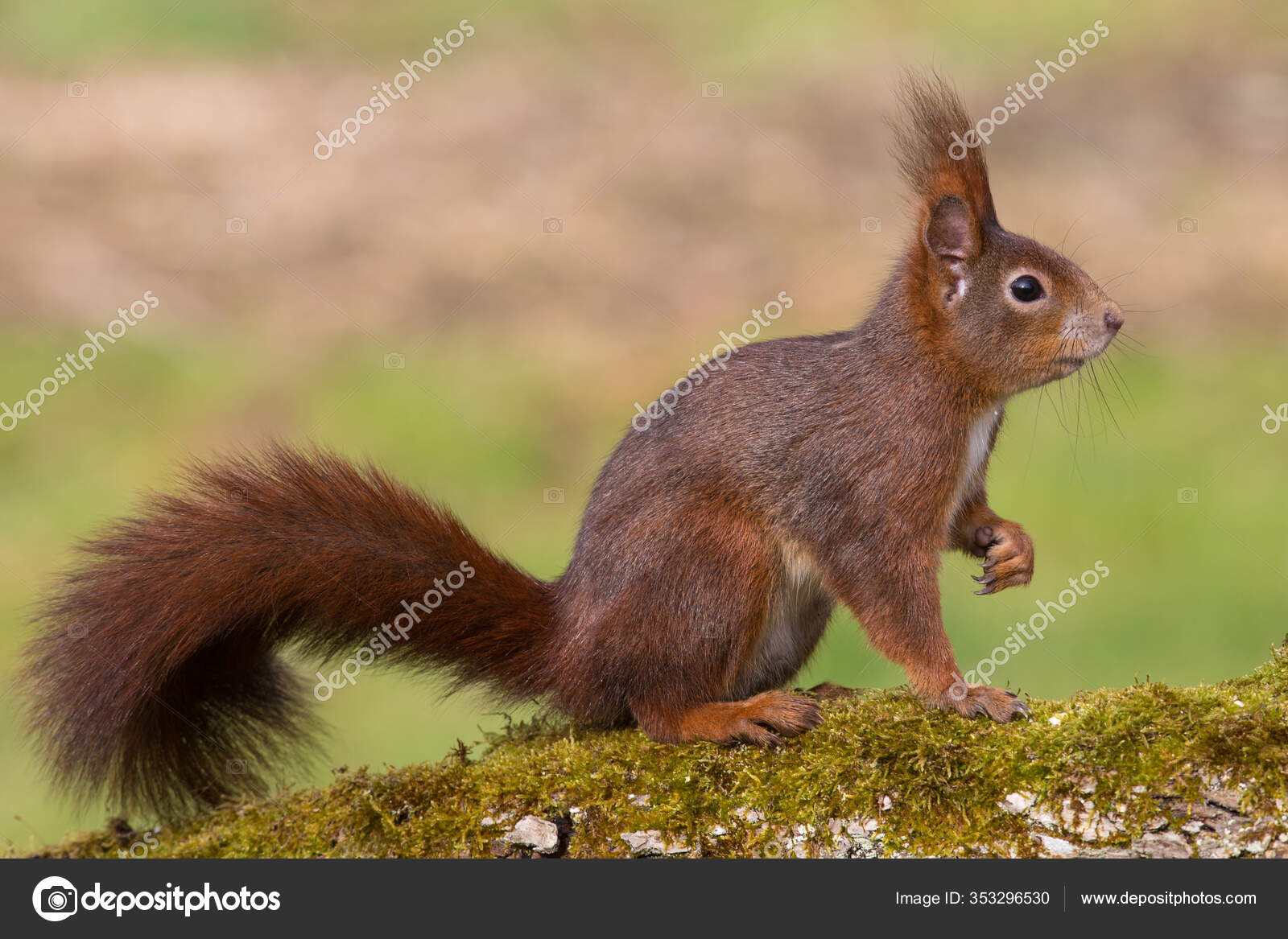 Squirrel Animal Funny Rodent — Stock Photo © PantherMediaSeller #353296530