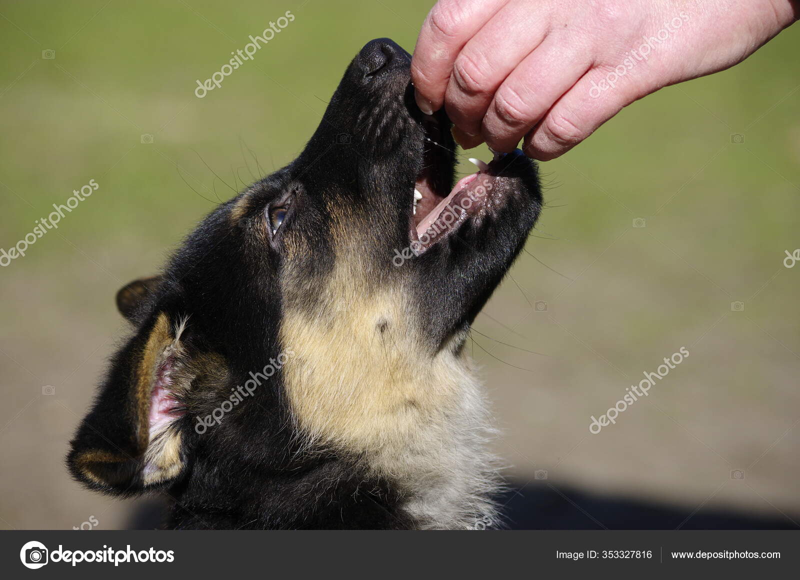 Portrait Cute Dog — Stock Photo © PantherMediaSeller #353327816