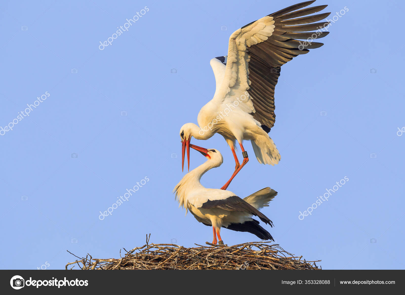 Pairing White Storks — Stock Photo © PantherMediaSeller #353328088