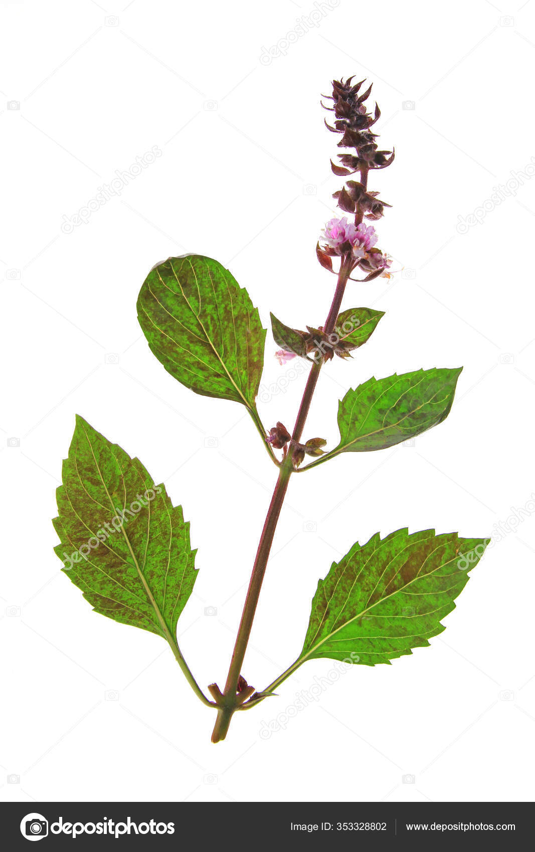 Red Basil Ocimum Flowering Plant Released White Background Stock Photo ...