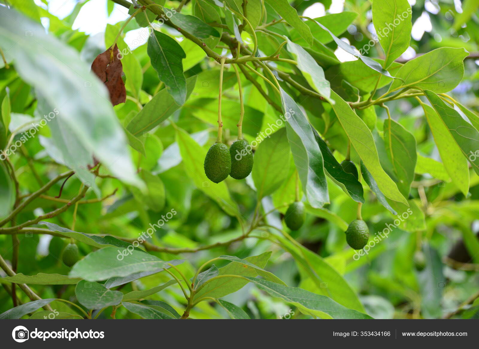 Avocado Tree Persea Americana — Stock Photo © PantherMediaSeller #353434166