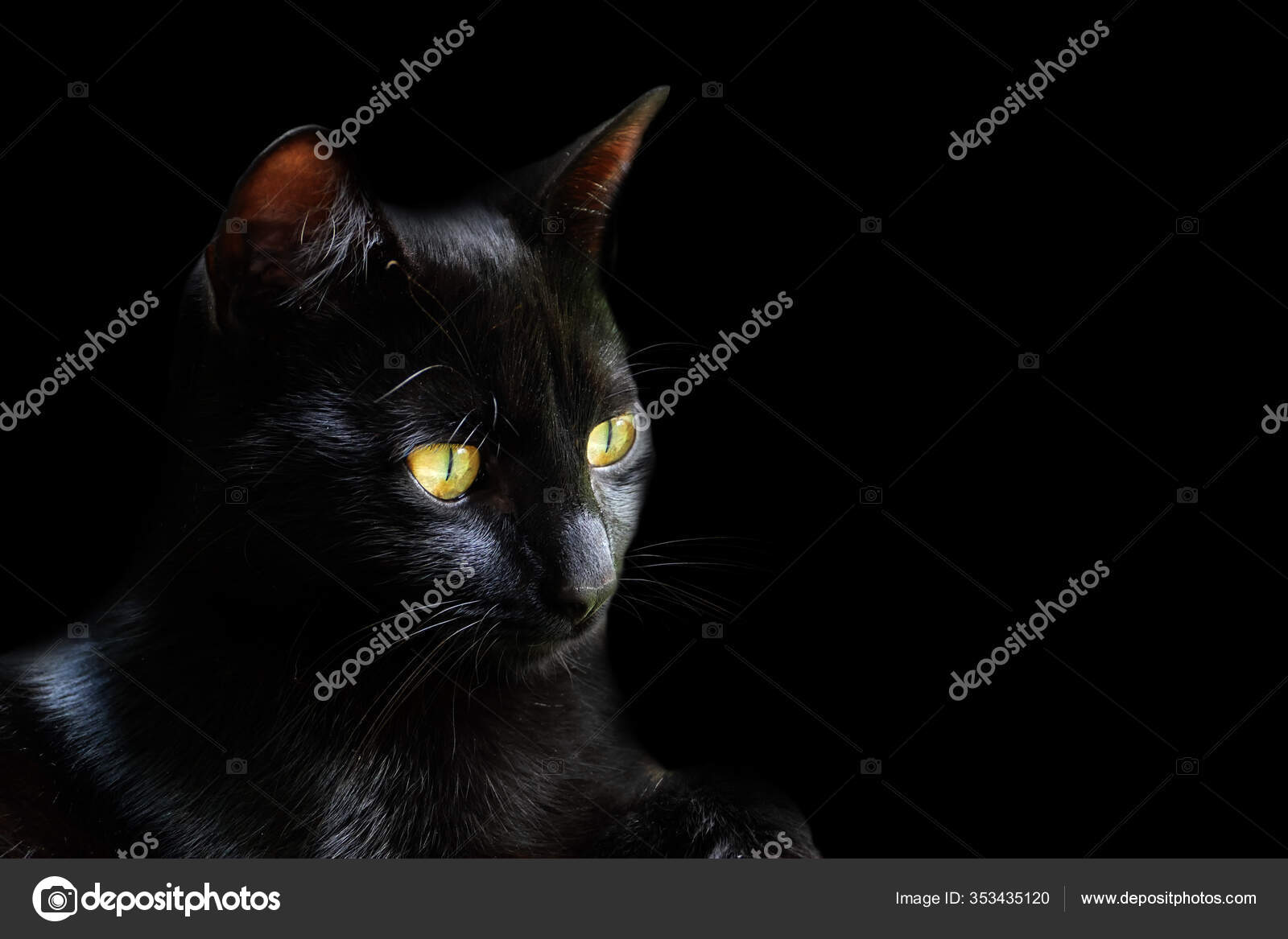 Black Cat Shining Eyes Front Black Huinter Ground — Stock Photo ...