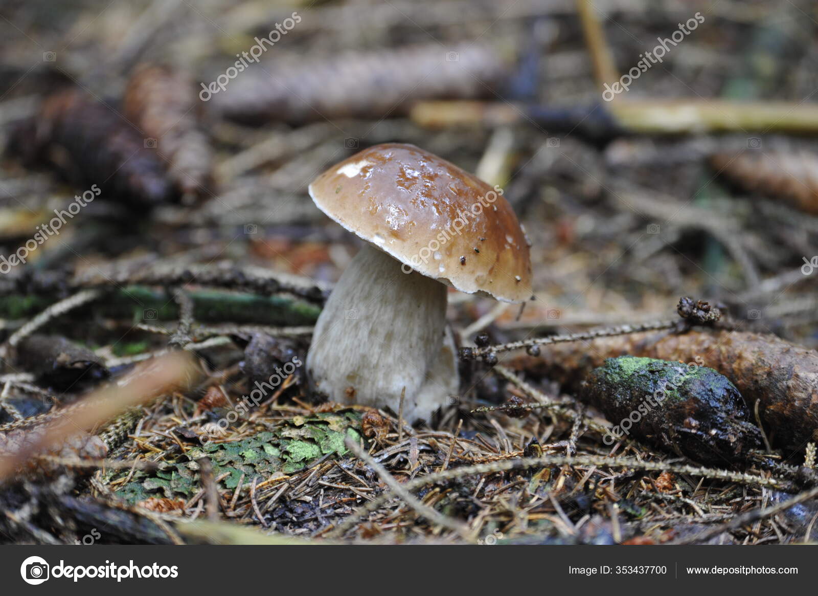 Single Edible Mushroom