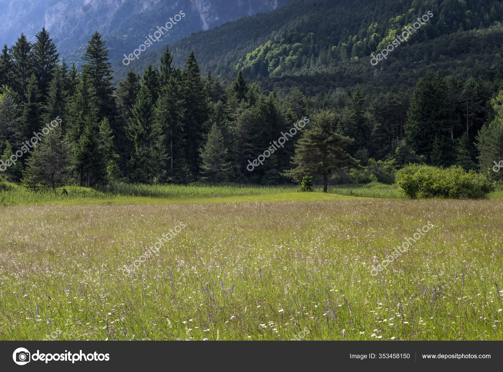 Meadow Open Habitat Field Vegetated Grass Herbs Other Non Woody — Stock ...