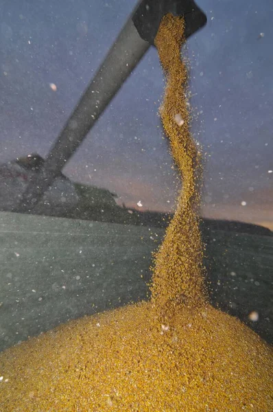 harvesting,maize harvesting machine,maize,maize-farmers,cereals,crops ...