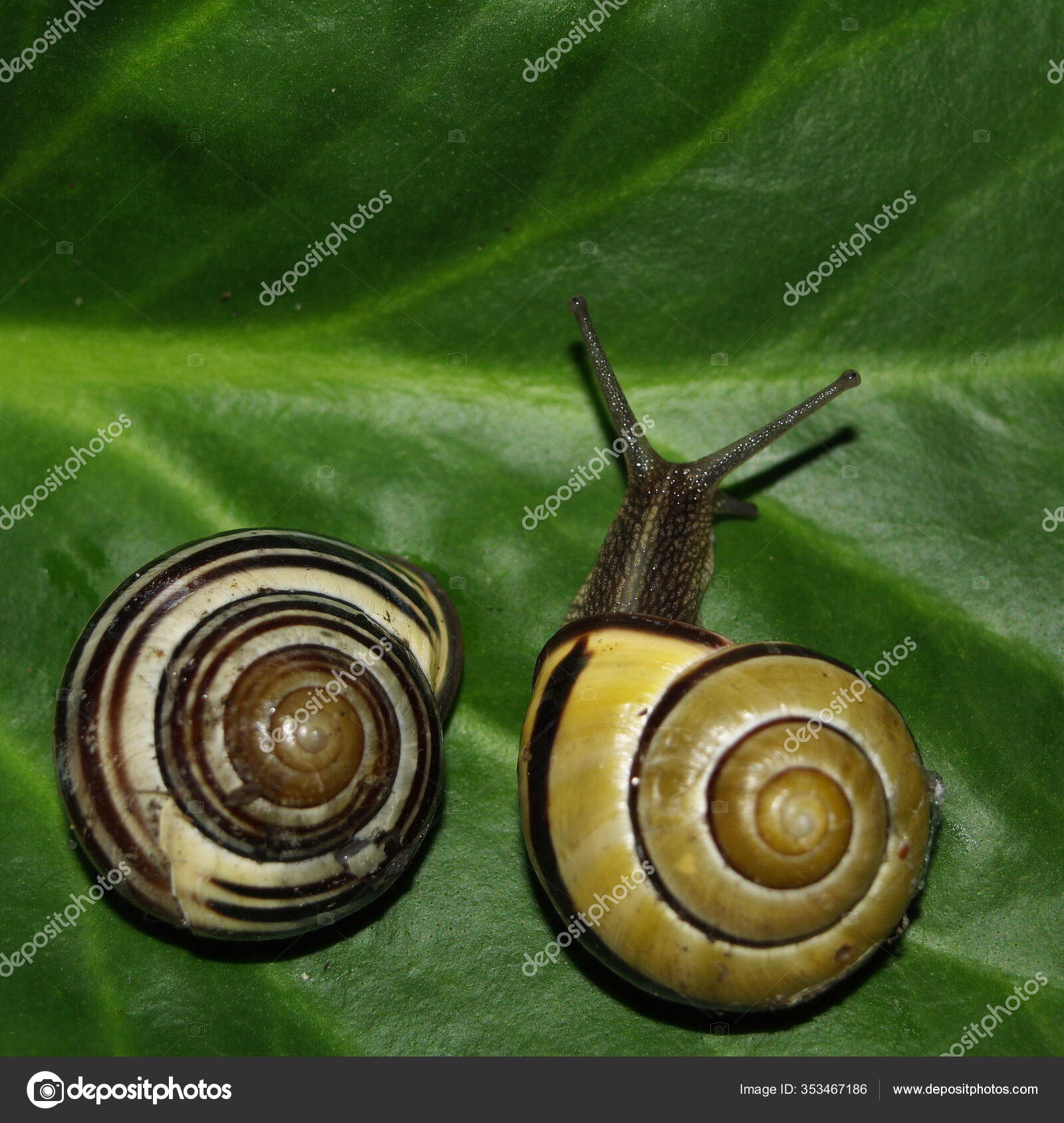 Two Snails Night — Stock Photo © PantherMediaSeller #353467186