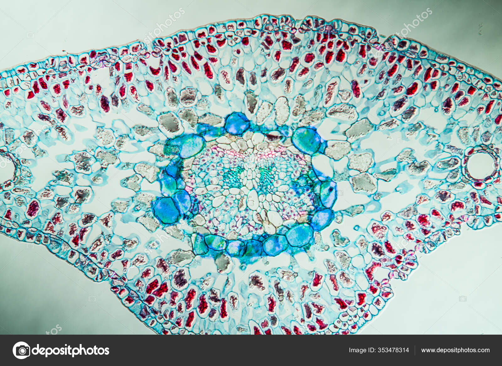 Microscopic Cells Texture Abstract Background Stock Photo by ...