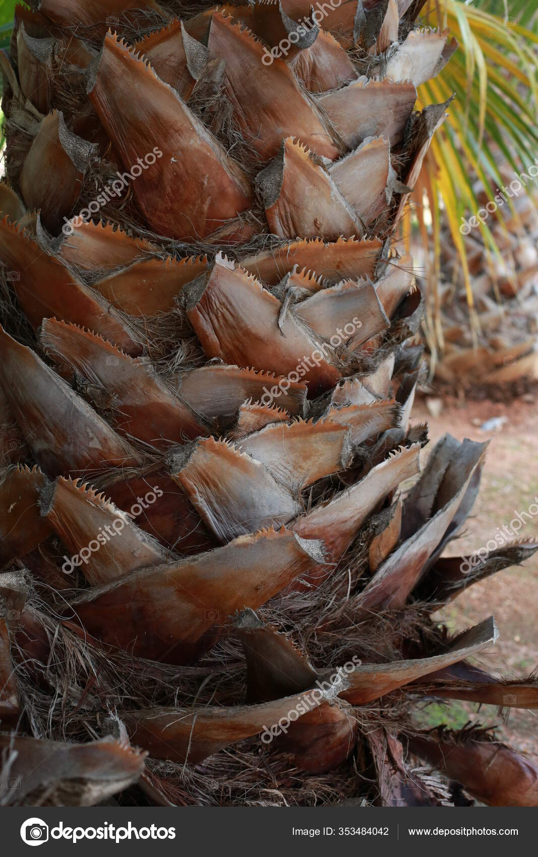 Palm Tree Trunk Pattern