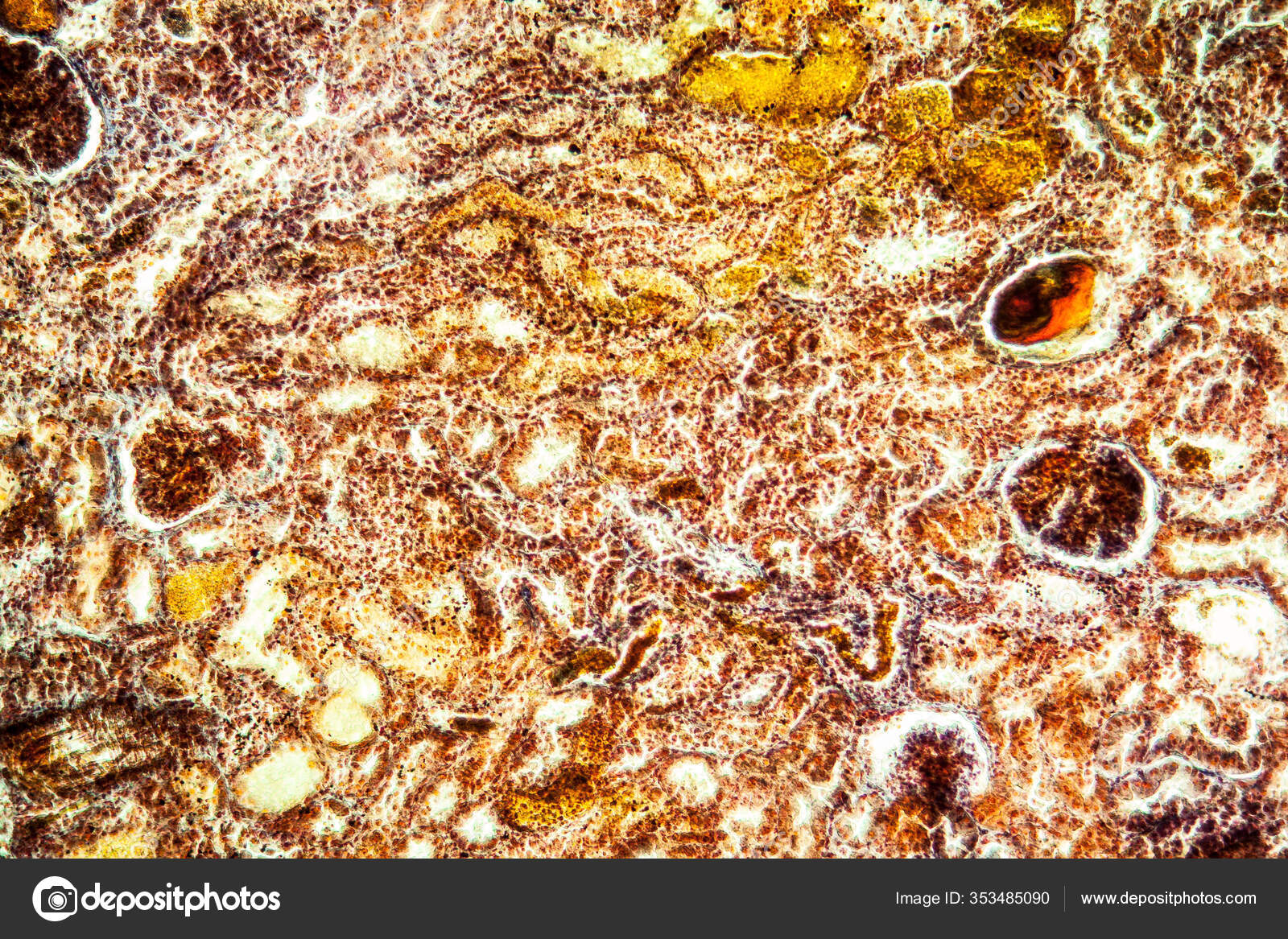 Microbiology Microscopic Cells Surface Stock Photo by ...