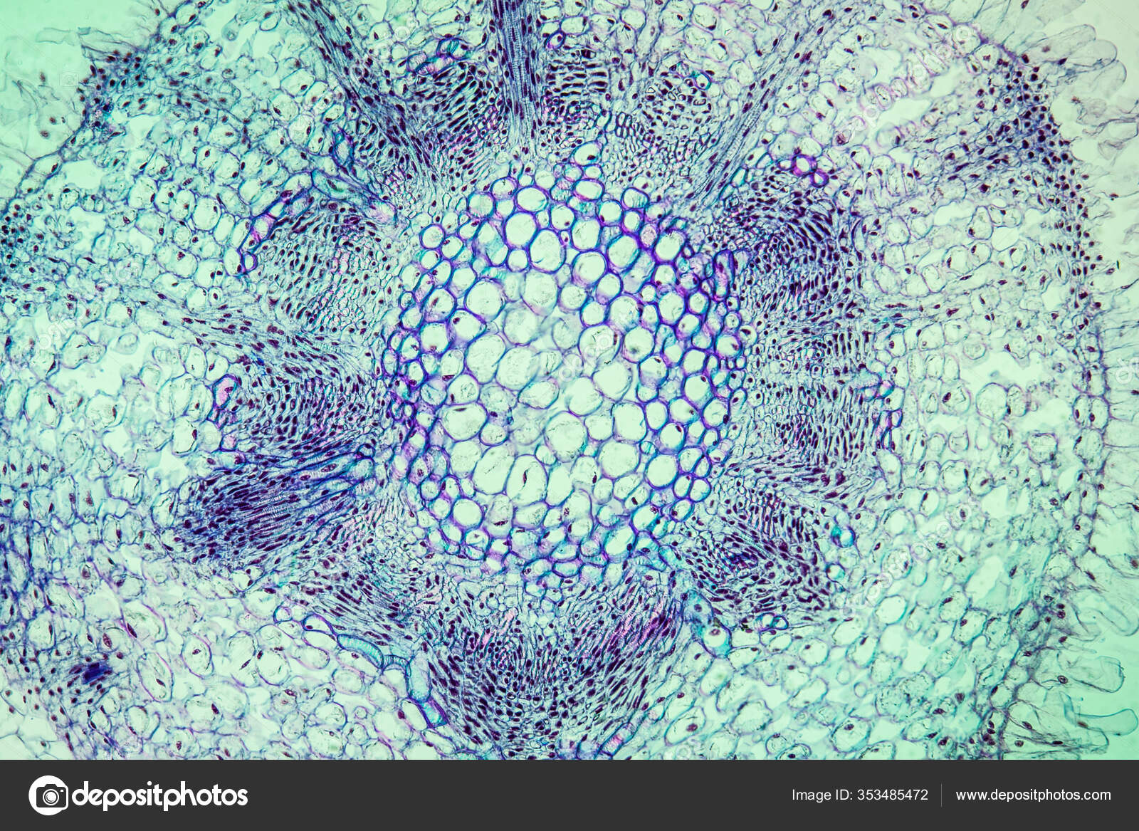 Microbiology Microscopic Cells Surface Stock Illustration by ...