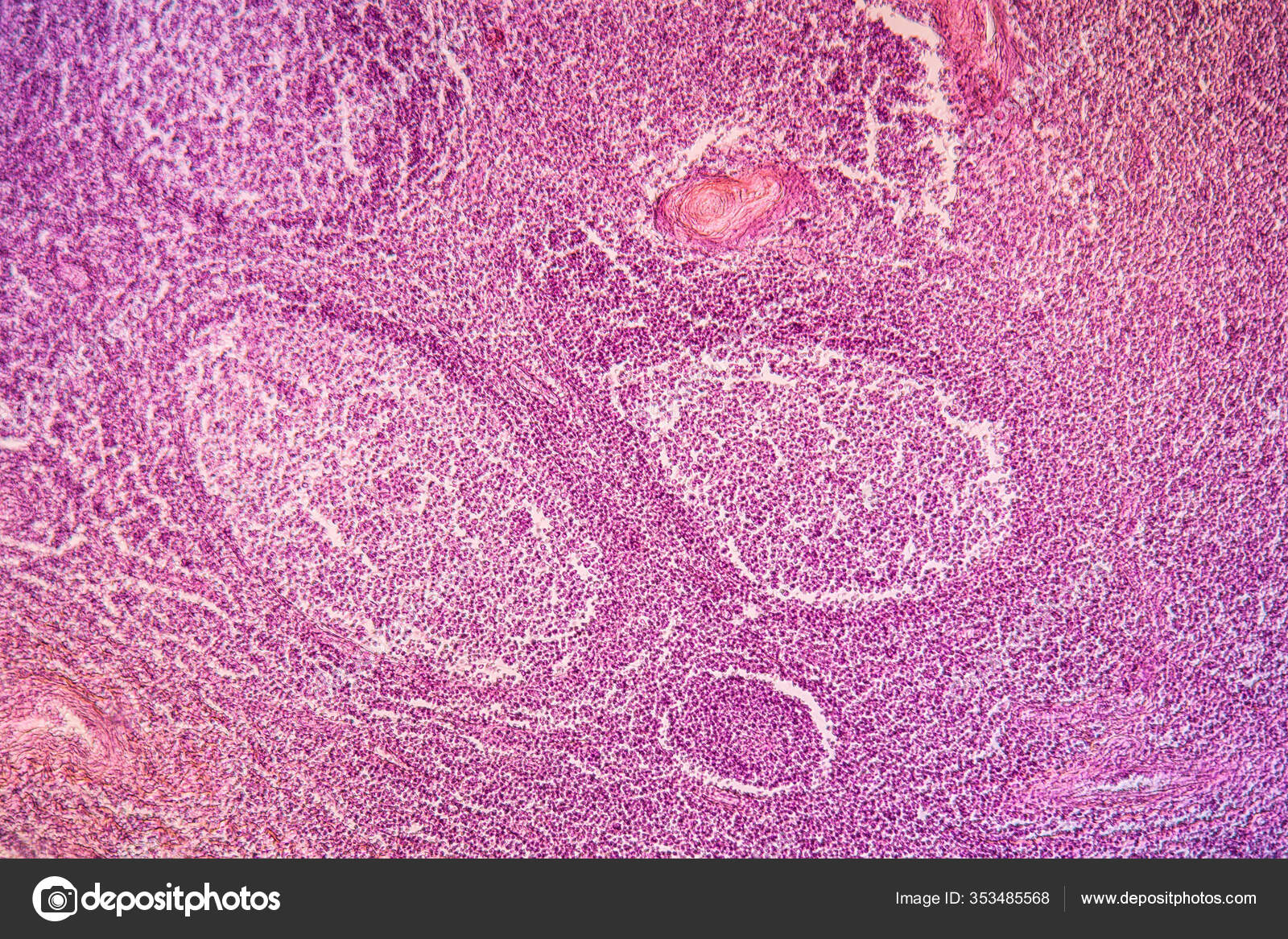 Microbiology Microscopic Cells Surface — Stock Photo ...