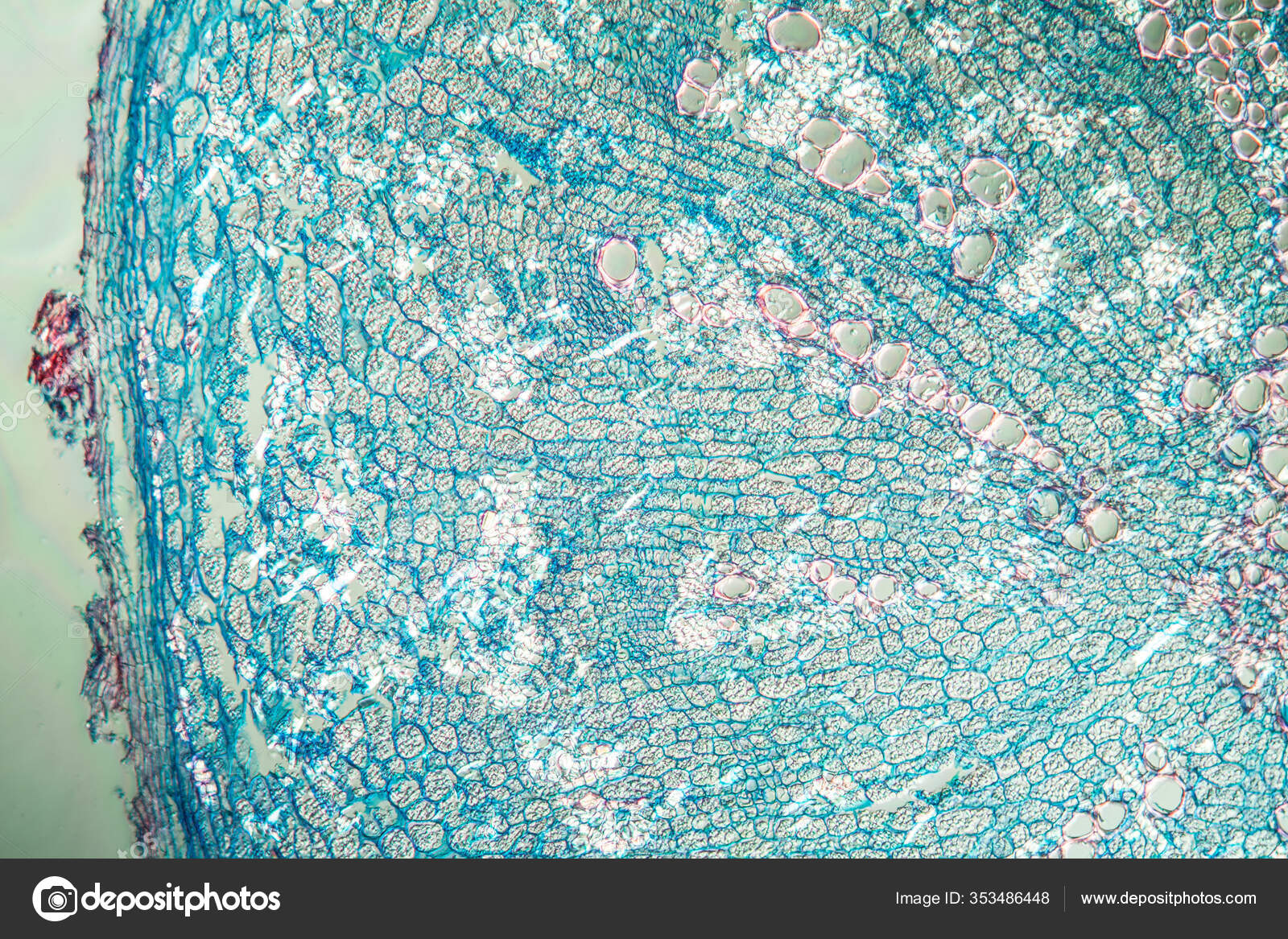 Microbiology Microscopic Cells Surface Stock Photo by ...