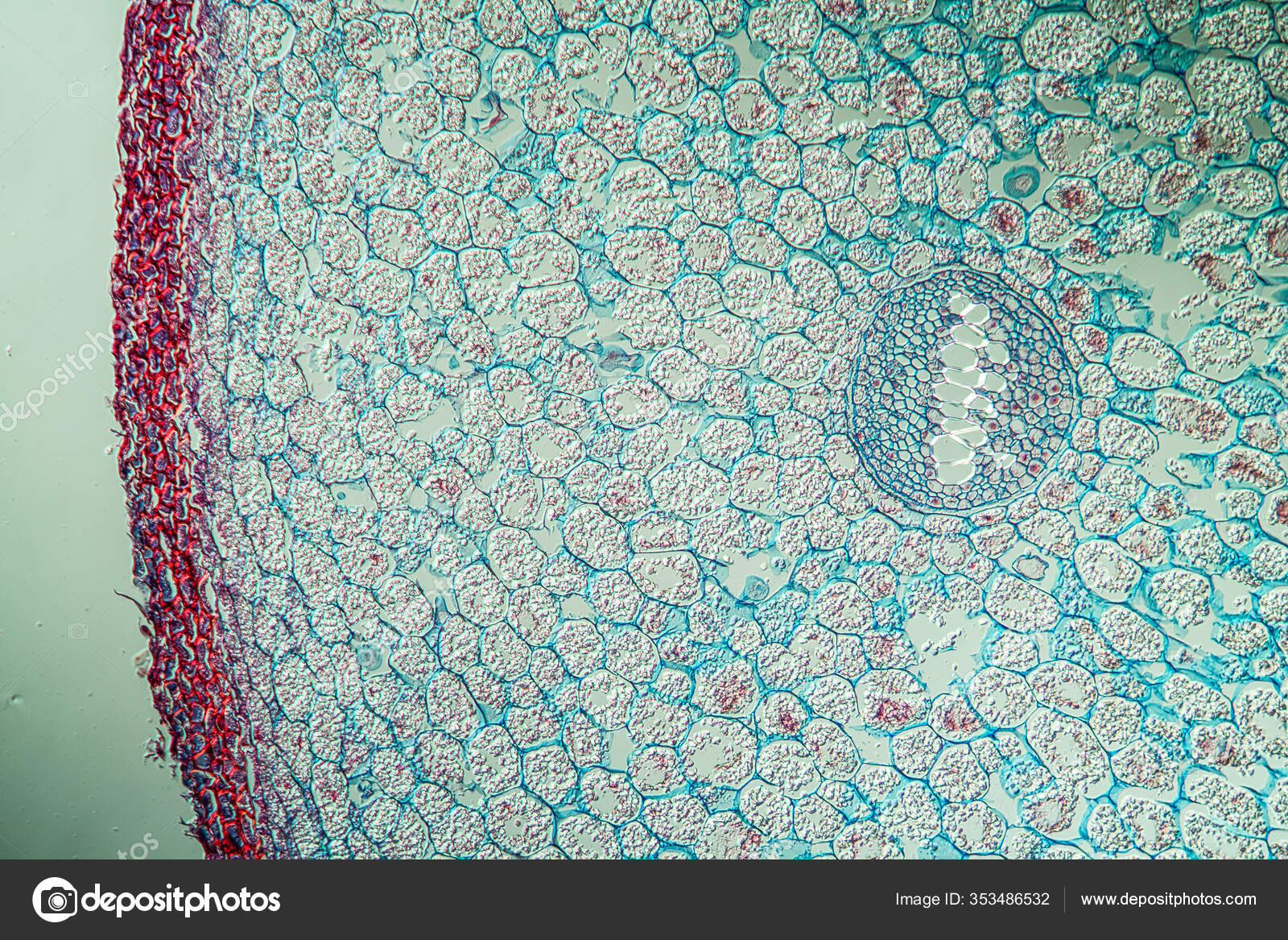 Microbiology Microscopic Cells Surface Stock Photo by ...