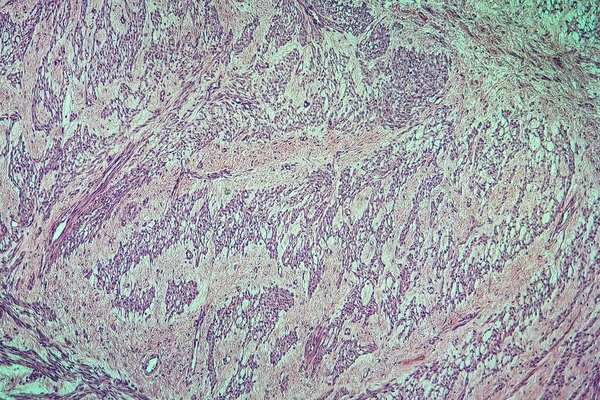 Microbiology Microscopic Cells Surface Stock Photo by ...