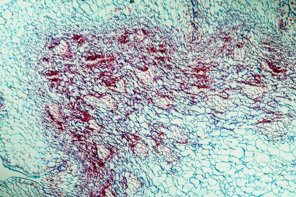 Cross Section Microscope 200X Stock Photo by ©PantherMediaSeller 353673944
