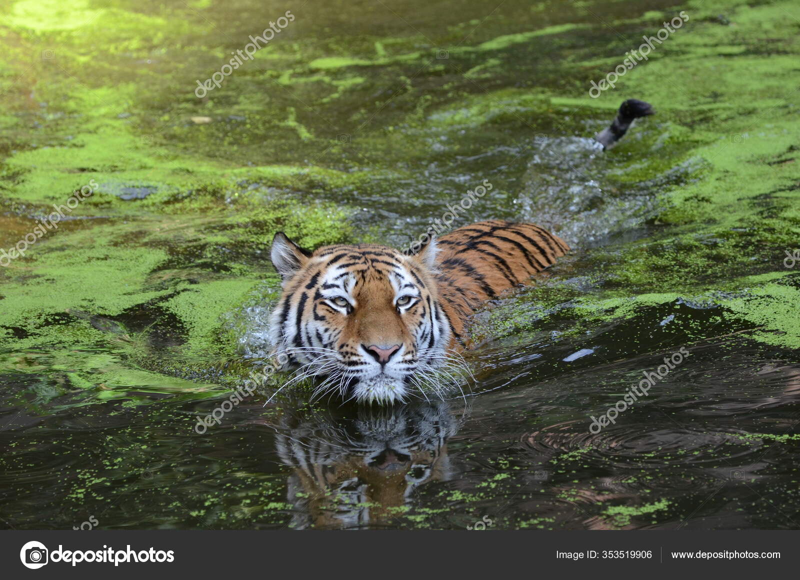 Striped Tiger Animal Predator Wildcat — Stock Photo ...