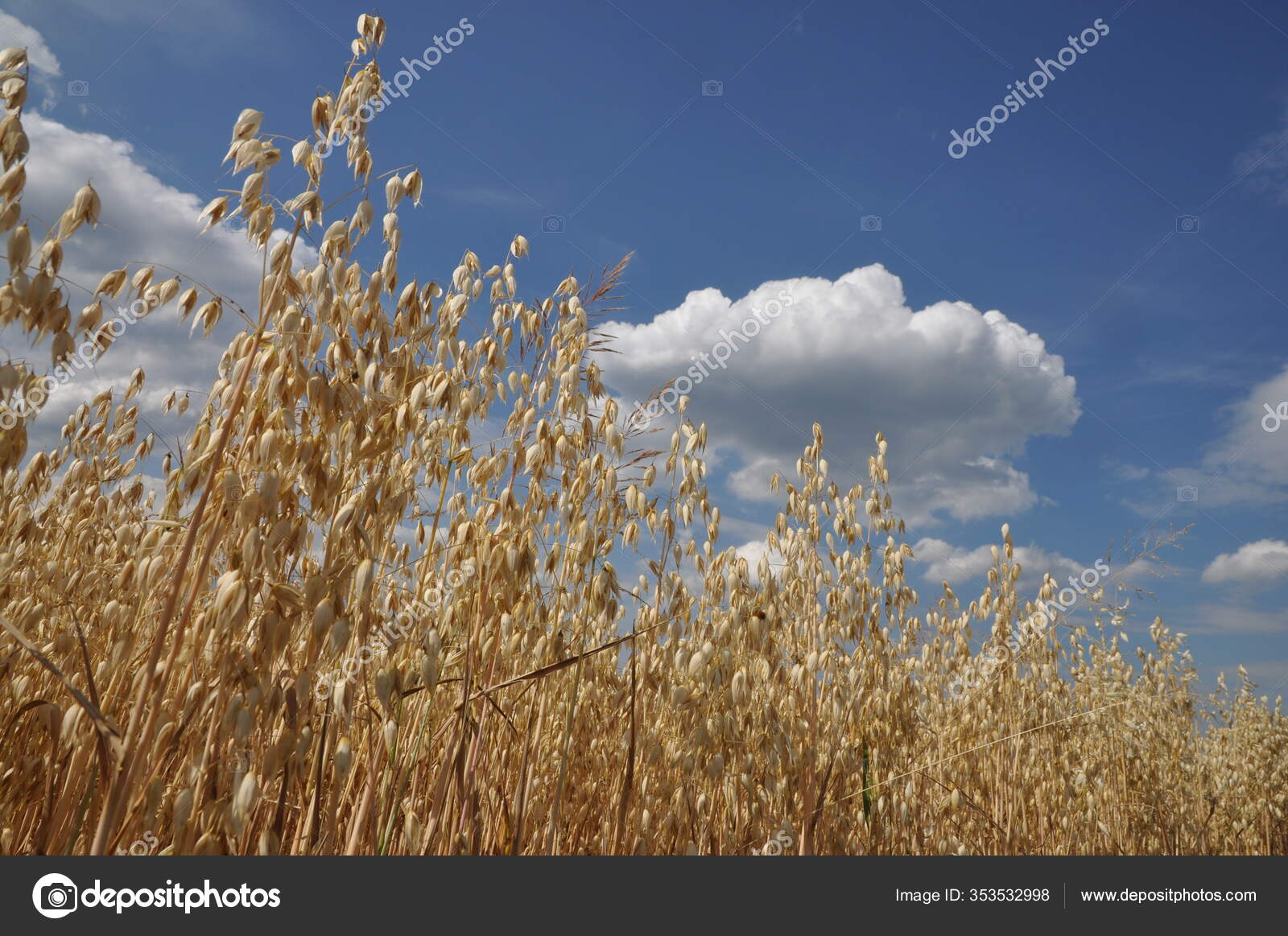 Haferfeld Hafer Field Cereals Cereal Field Agriculture Summer Sky Cloud ...