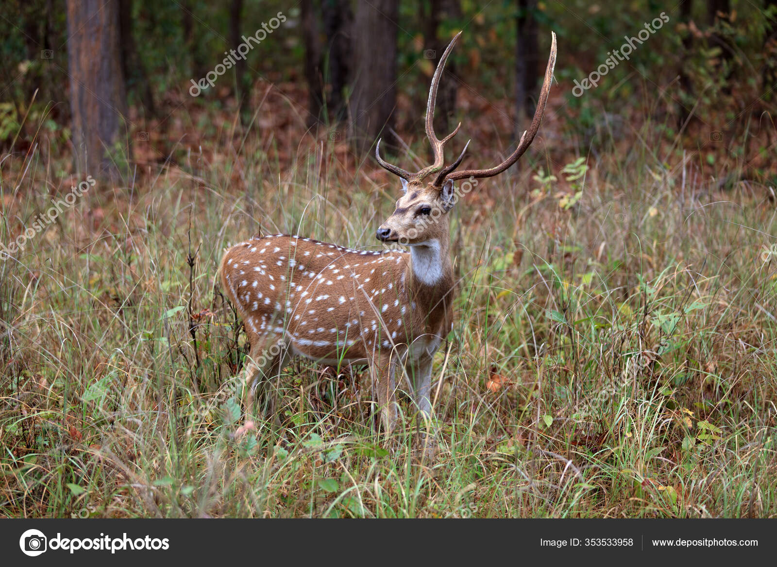Fallow Deer Forest — Stock Photo © PantherMediaSeller #353533958