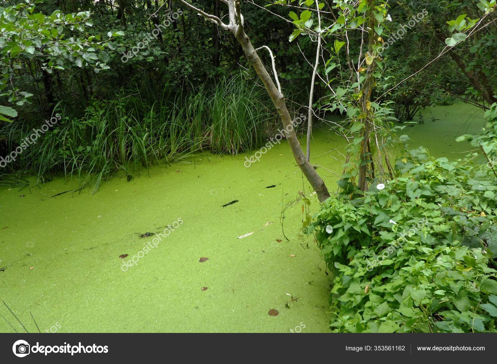 Nature Reserve Protected Area Importance Flora Fauna Features ...