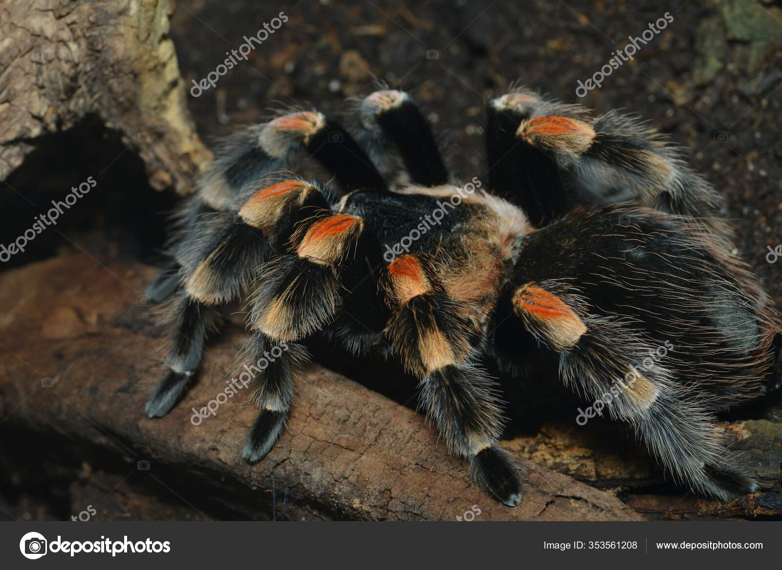Mexican Red Knee Bird Spider — Stock Photo © PantherMediaSeller #353561208