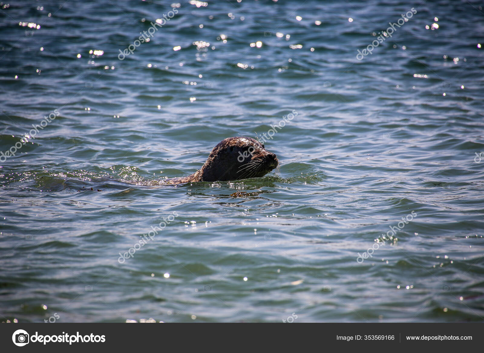 Floating Cone Seal North Sea — Stock Photo © PantherMediaSeller #353569166