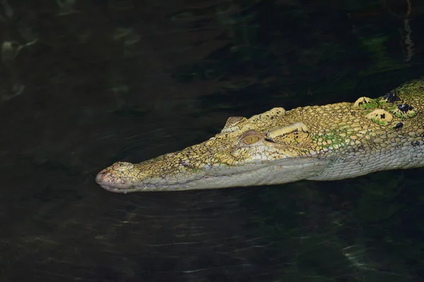 Alligator transparent Stock Photos, Royalty Free Alligator transparent ...