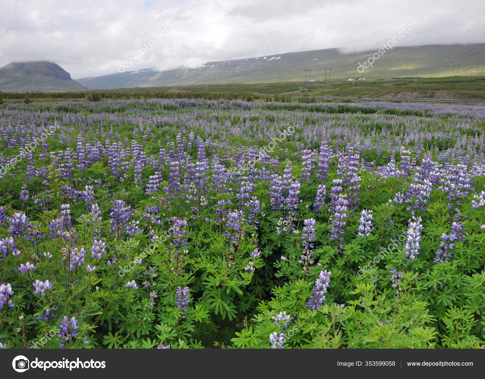 Lupine Lupinus Wolf Bean Cowardly Bean Flower Flower Flower Status ...