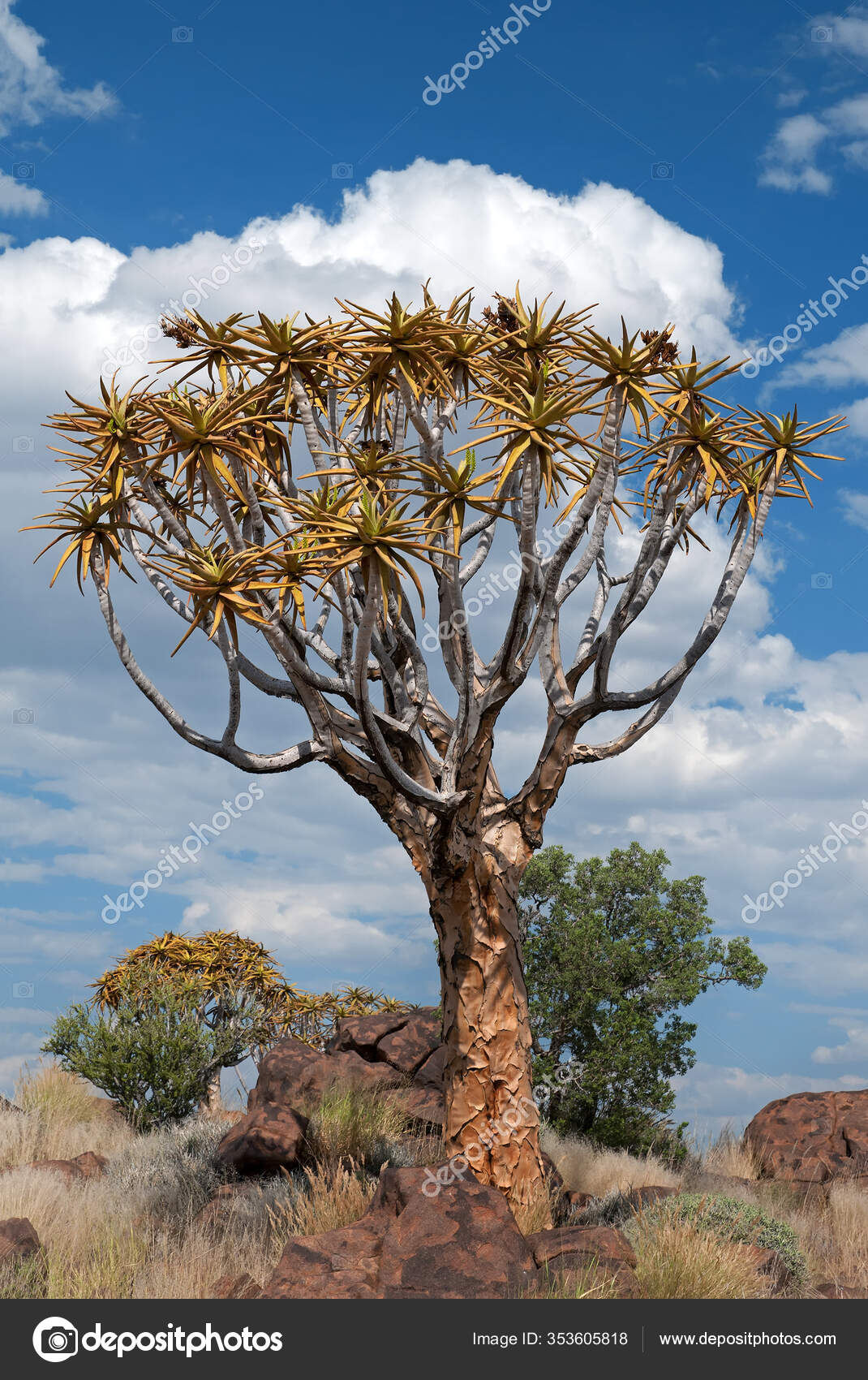 Quiver Trees Desert Plant Flora Stock Photo by ©PantherMediaSeller ...