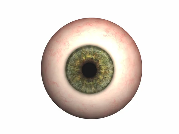 Ocular anatomy Stock Photos, Royalty Free Ocular anatomy Images ...