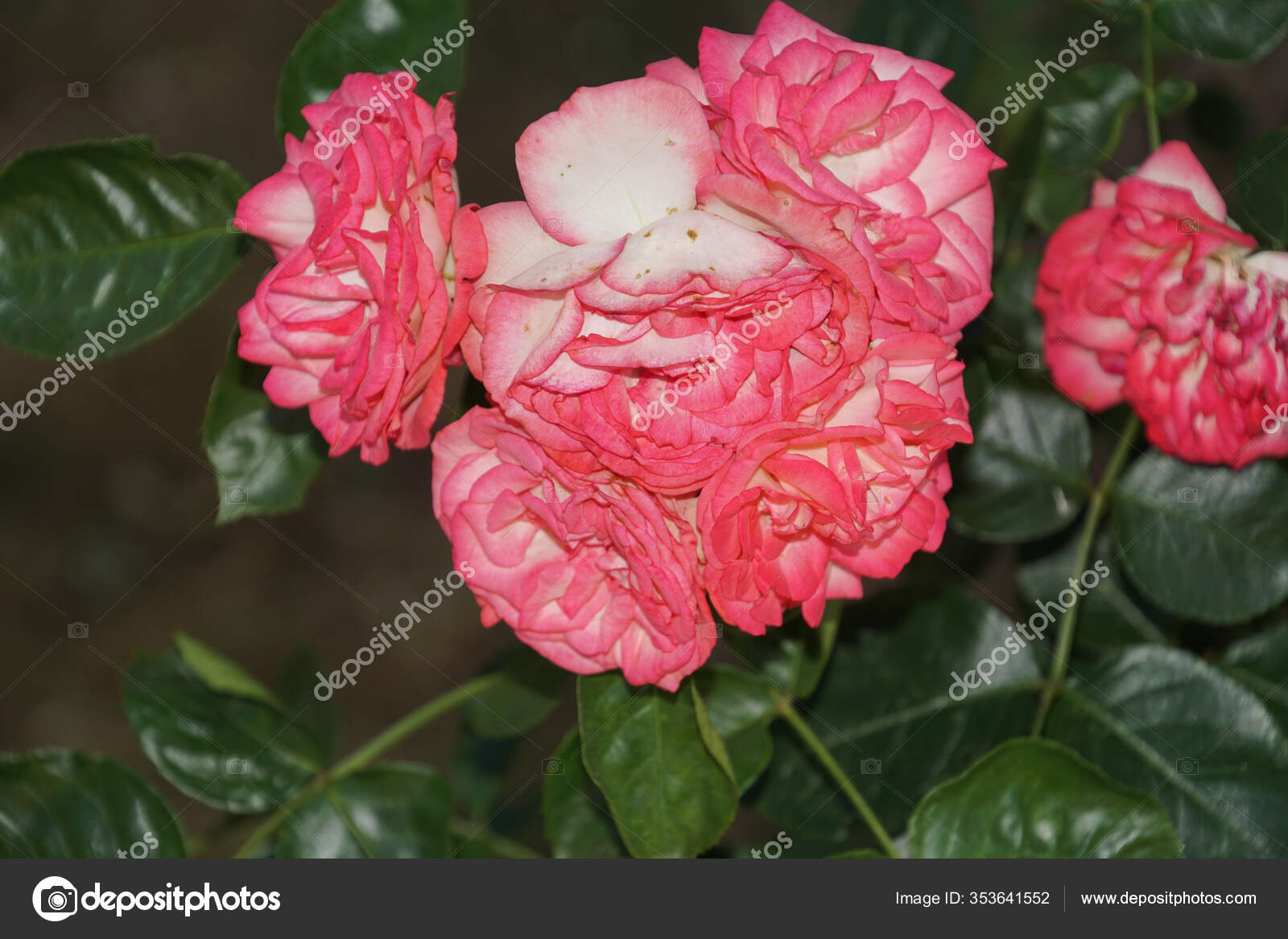 Close Pink Blossoming Rose — Stock Photo © PantherMediaSeller #353641552