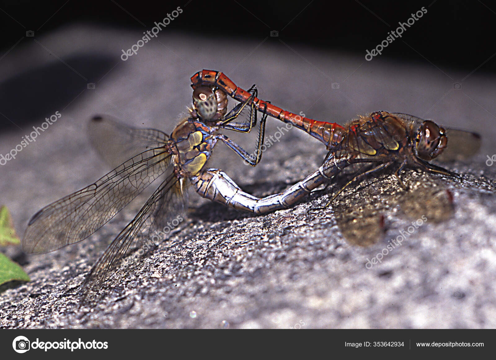 Odonata Dragonfly Insect Flora Fauna Stock Photo by ©PantherMediaSeller ...