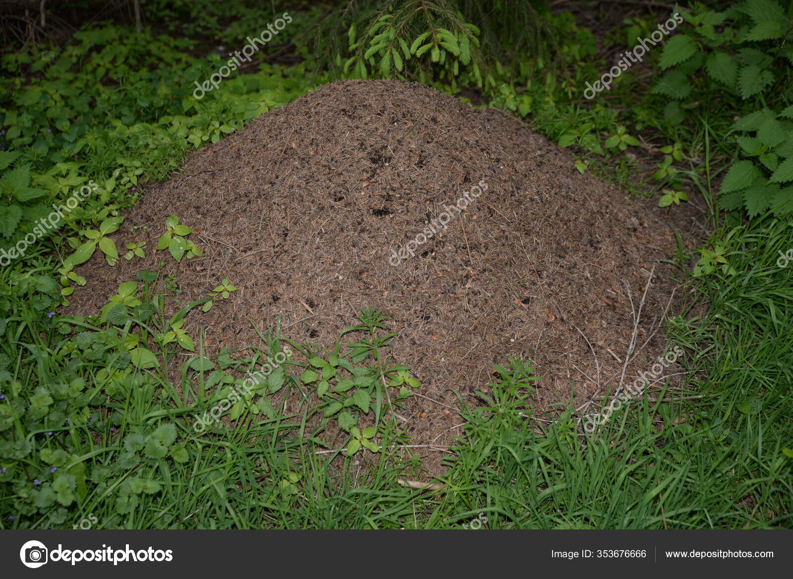 Anthills Ant Building Ant Nest Ants Forest Insect Insects Nature Stock ...