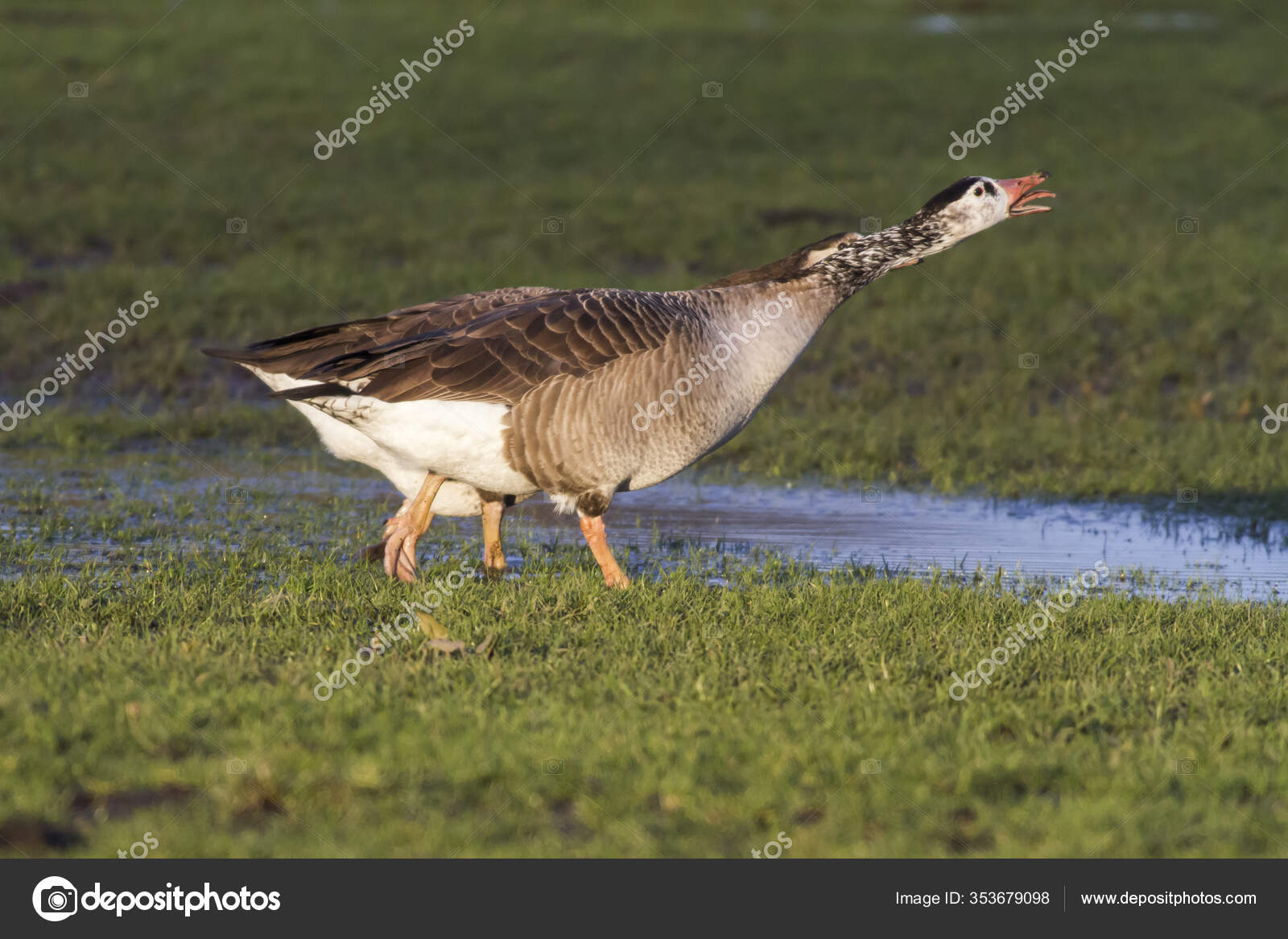 Canada Goose Hybrids Beeder Biotope Homburg Stock Photo by ...